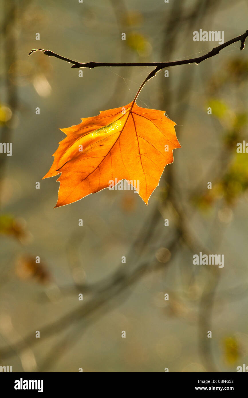 Fall leaf colors hi-res stock photography and images - Alamy