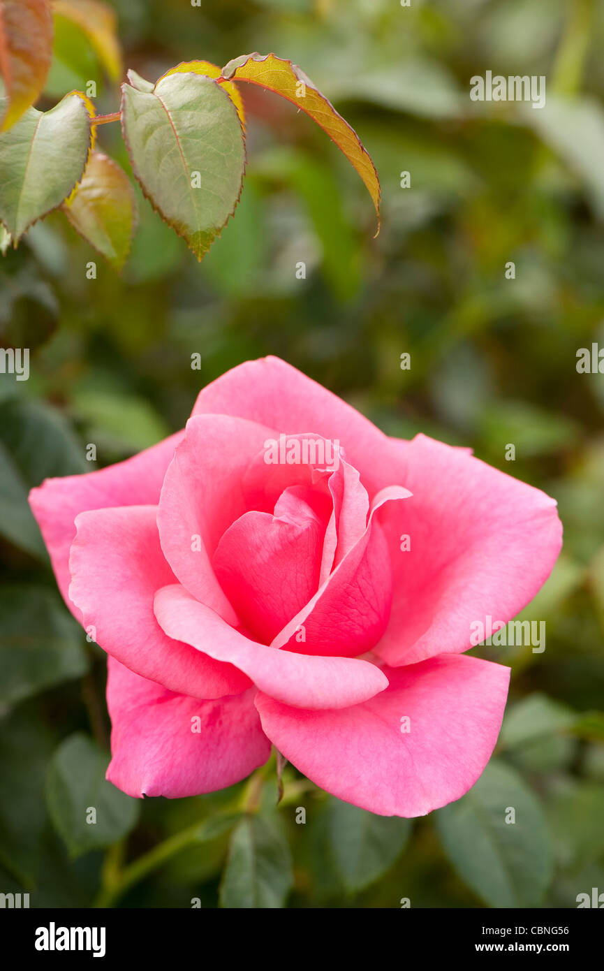 Frydabble hi-res stock photography and images - Alamy