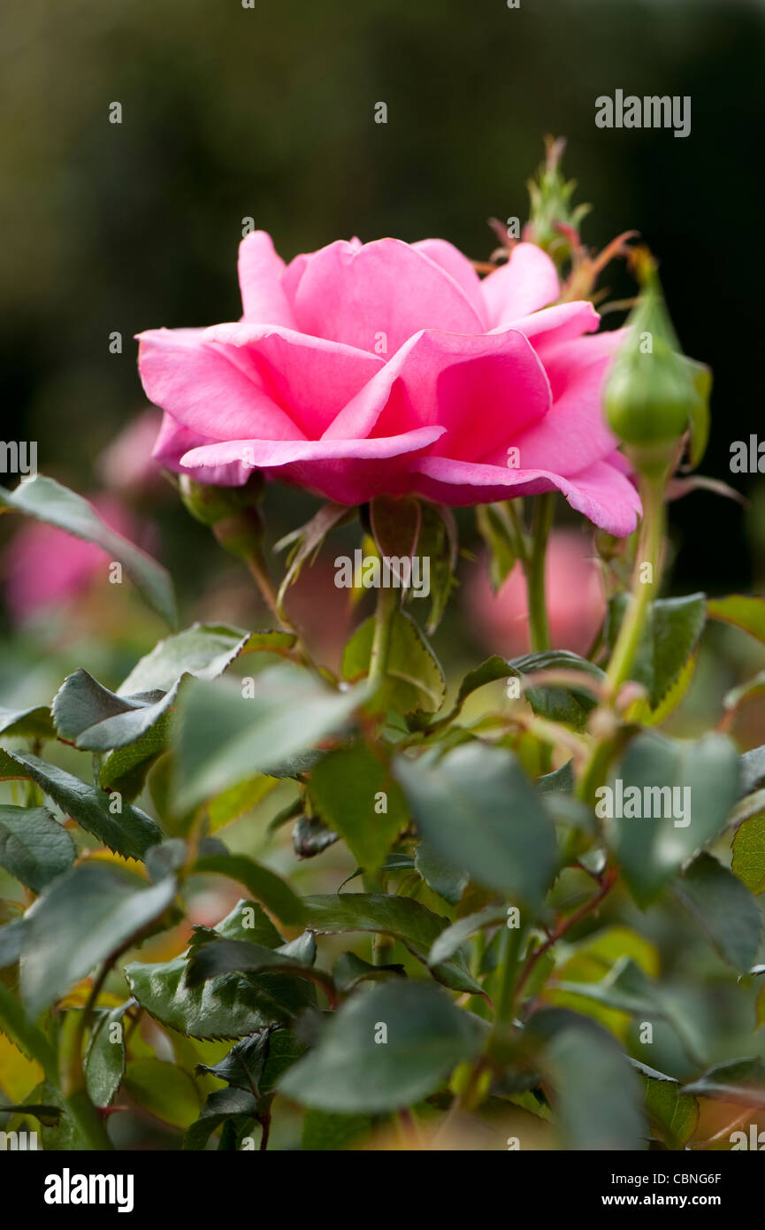 Rosa Jack Wood ‘Frydabble’, Floribunda Rose Stock Photo - Alamy