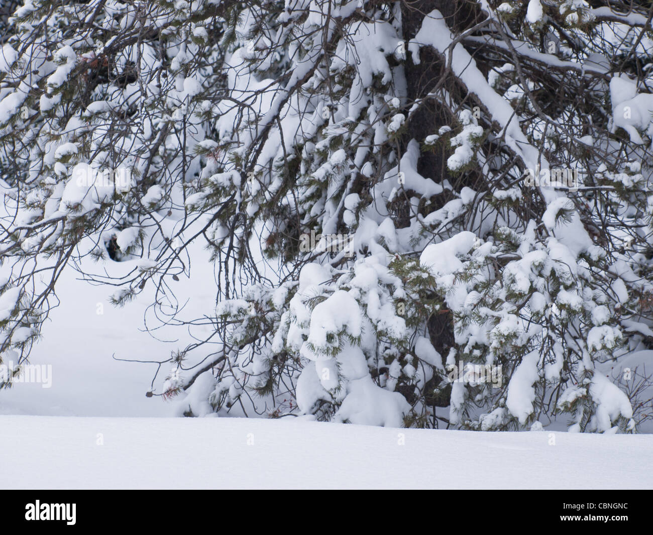 Evergreen forest in snow at the Great Teton national park Stock Photo ...