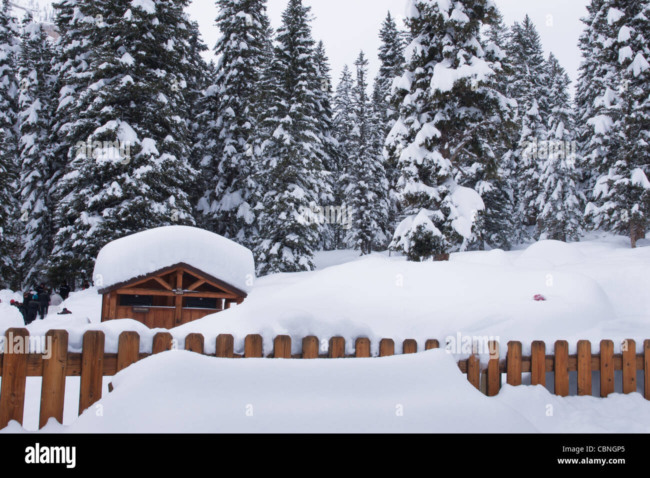 Evergreen forest in snow at the Great Teton national park Stock Photo ...