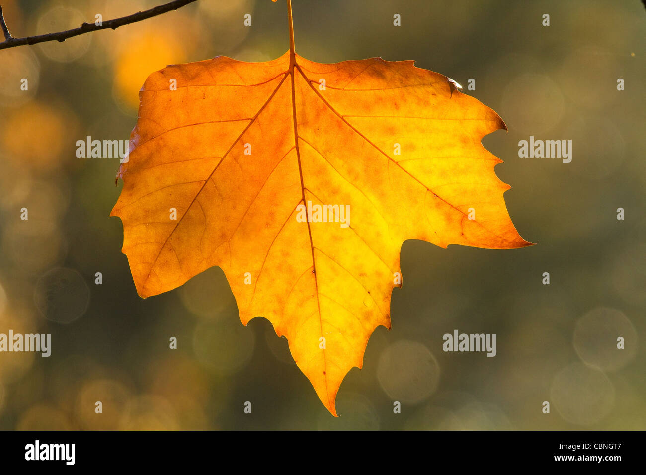 Fall Colors Sycamore Tree Leaf Stock Photo - Alamy