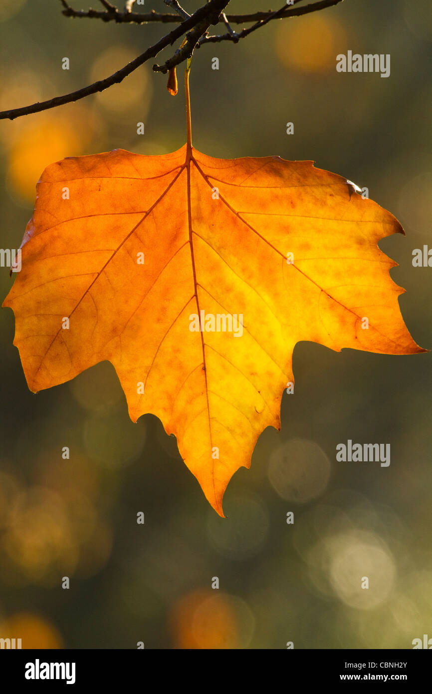 Fall leaf colors hi-res stock photography and images - Alamy