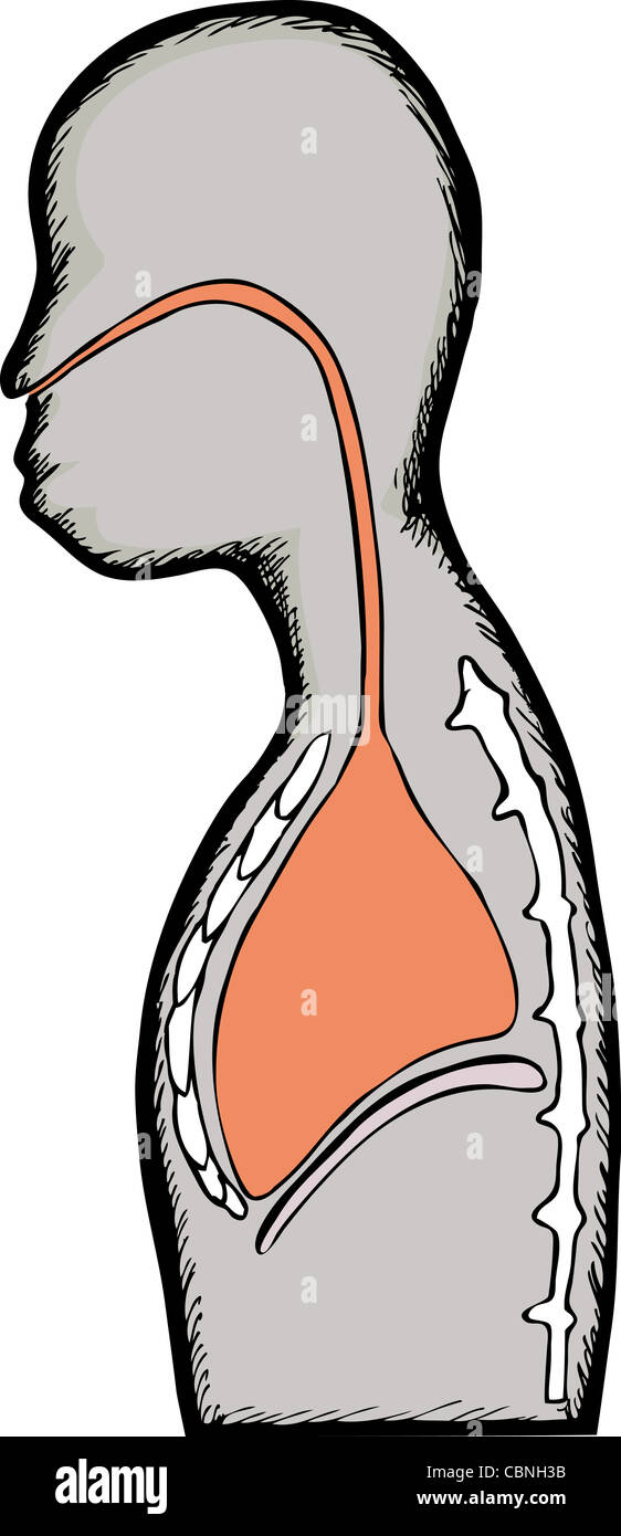 Profile diagram of the human respiratory system Stock Photo - Alamy