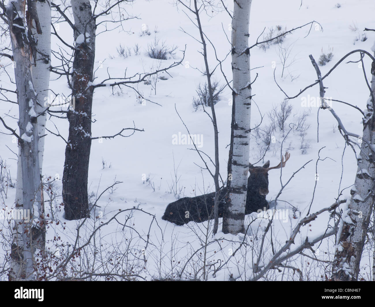 Moose resting in the winter forest Stock Photo - Alamy