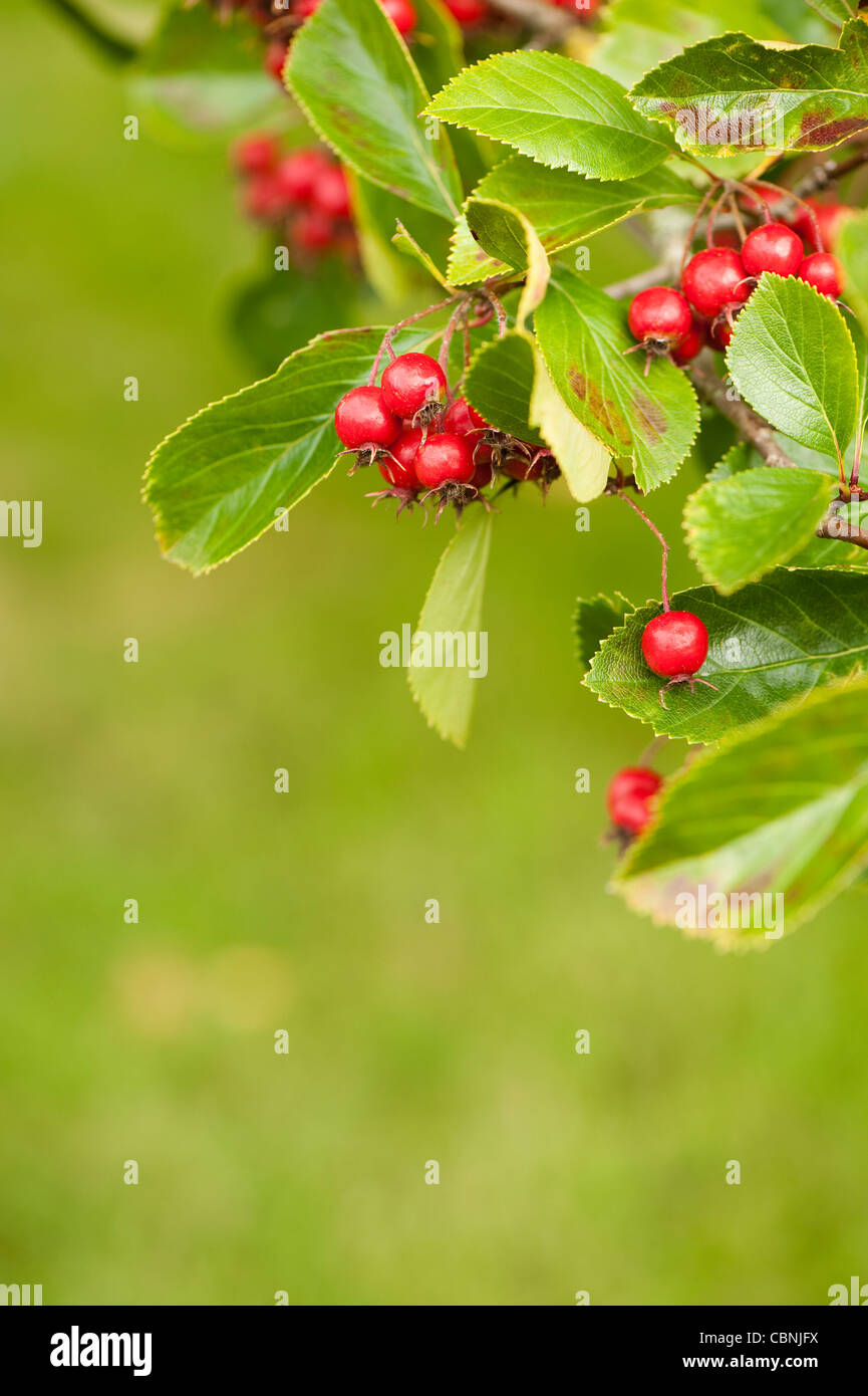 Broad leaved cockspur thorn hi-res stock photography and images - Alamy
