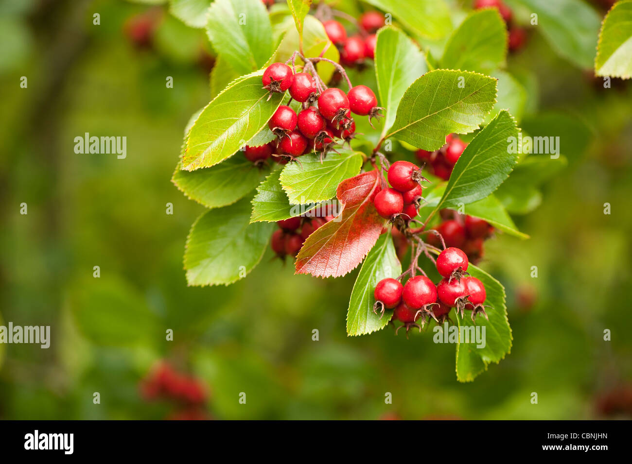 Crataegus persimilis ‘Prunifolia’, Broad-leaved Cockspur Thorn ...