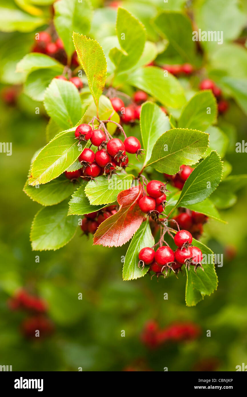 Crataegus persimilis ‘Prunifolia’, Broad-leaved Cockspur Thorn ...