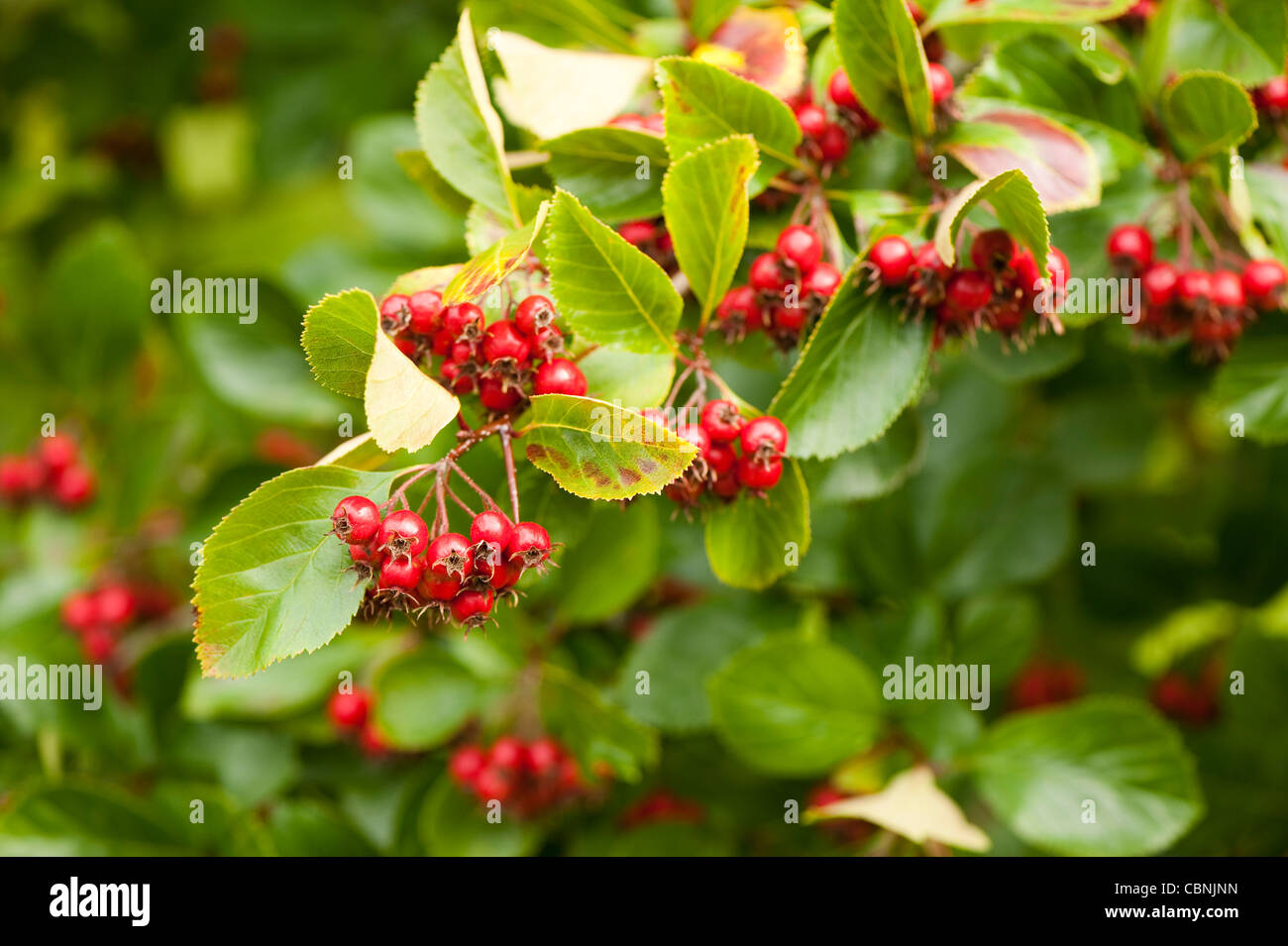 Crataegus persimilis summer hi-res stock photography and images - Alamy