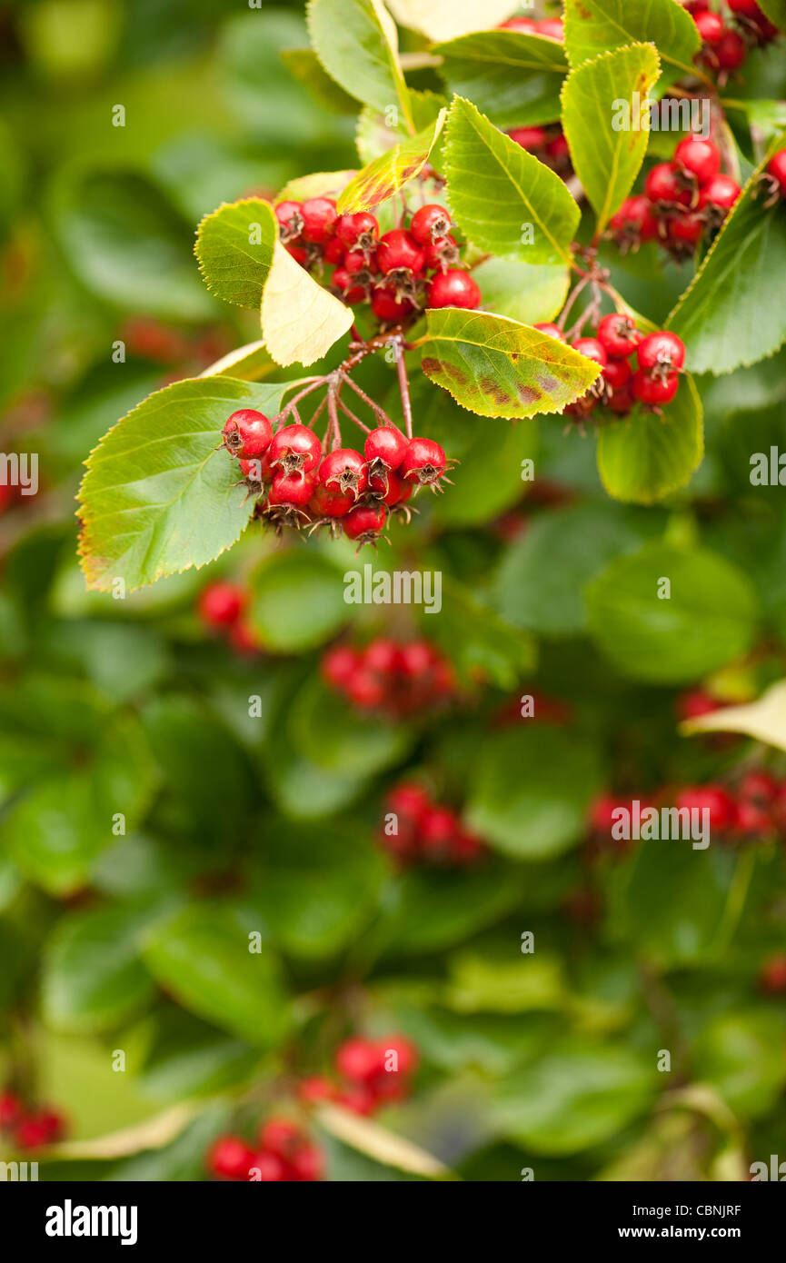 Broad leaved cockspur thorn hi-res stock photography and images - Alamy