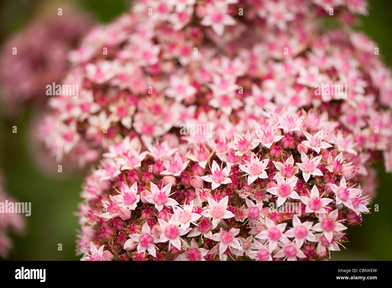 Sedum matrona hi-res stock photography and images - Alamy