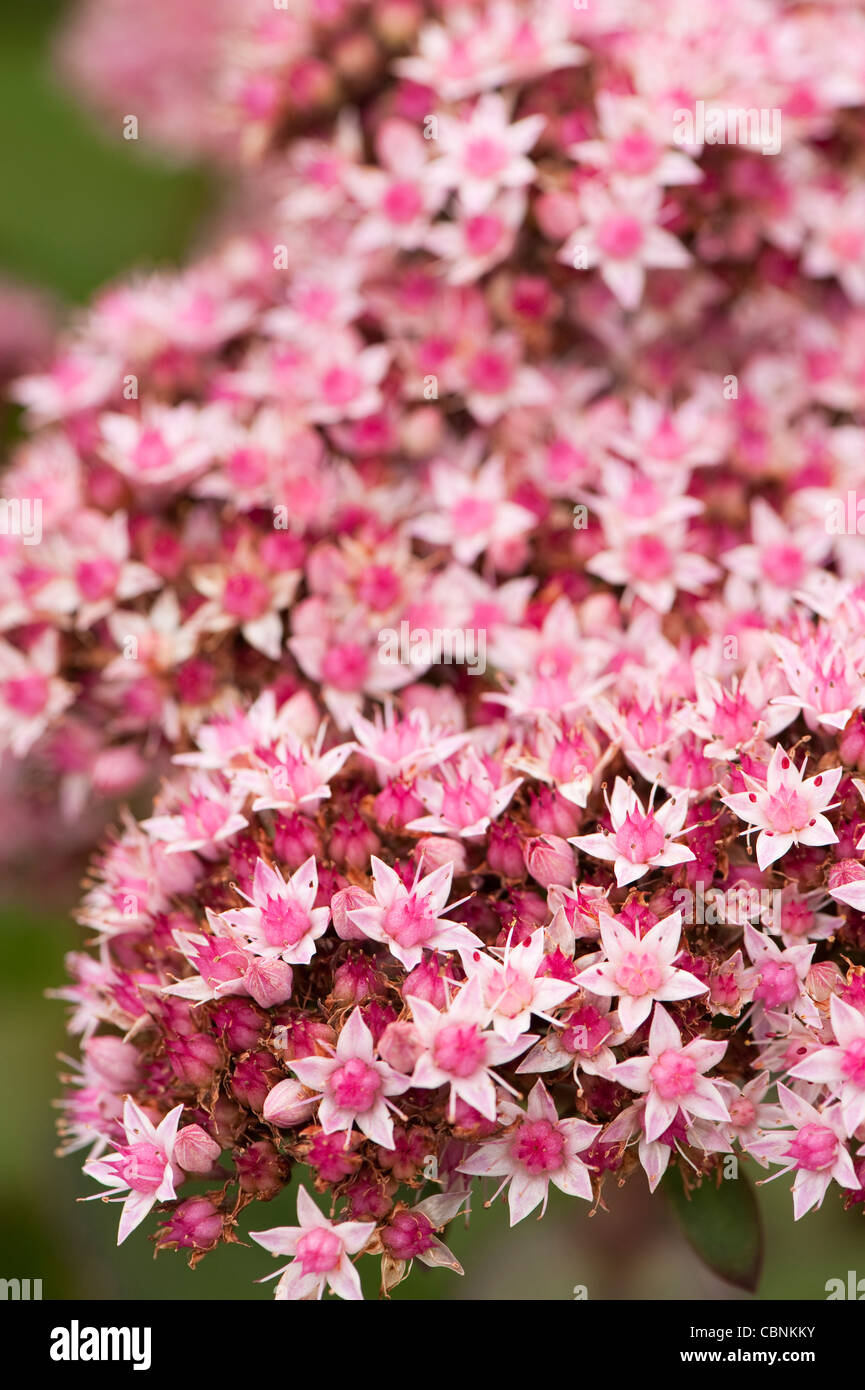 Sedum Matrona Stock Photos & Sedum Matrona Stock Images - Alamy