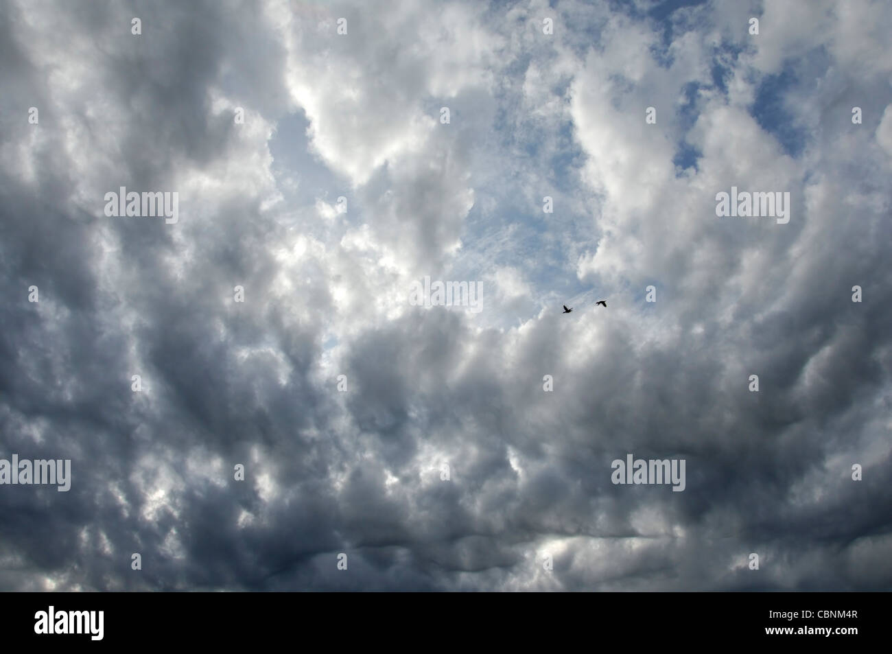 Two 2 birds flying through breaking storm clouds Stock Photo - Alamy