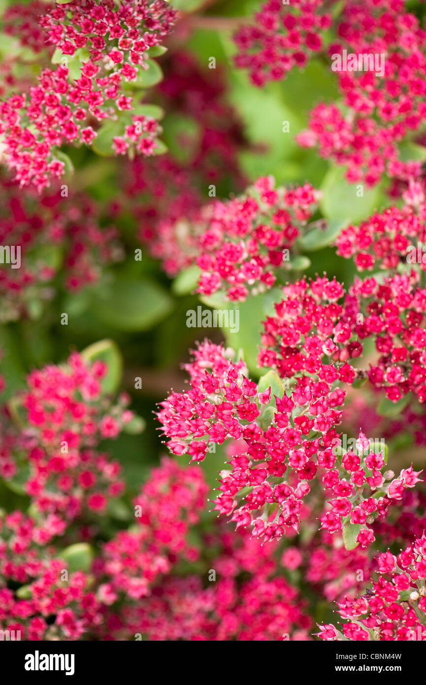 Hylotelephium 'Sunset Cloud', also Sedum telephium ‘Sunset Cloud ...