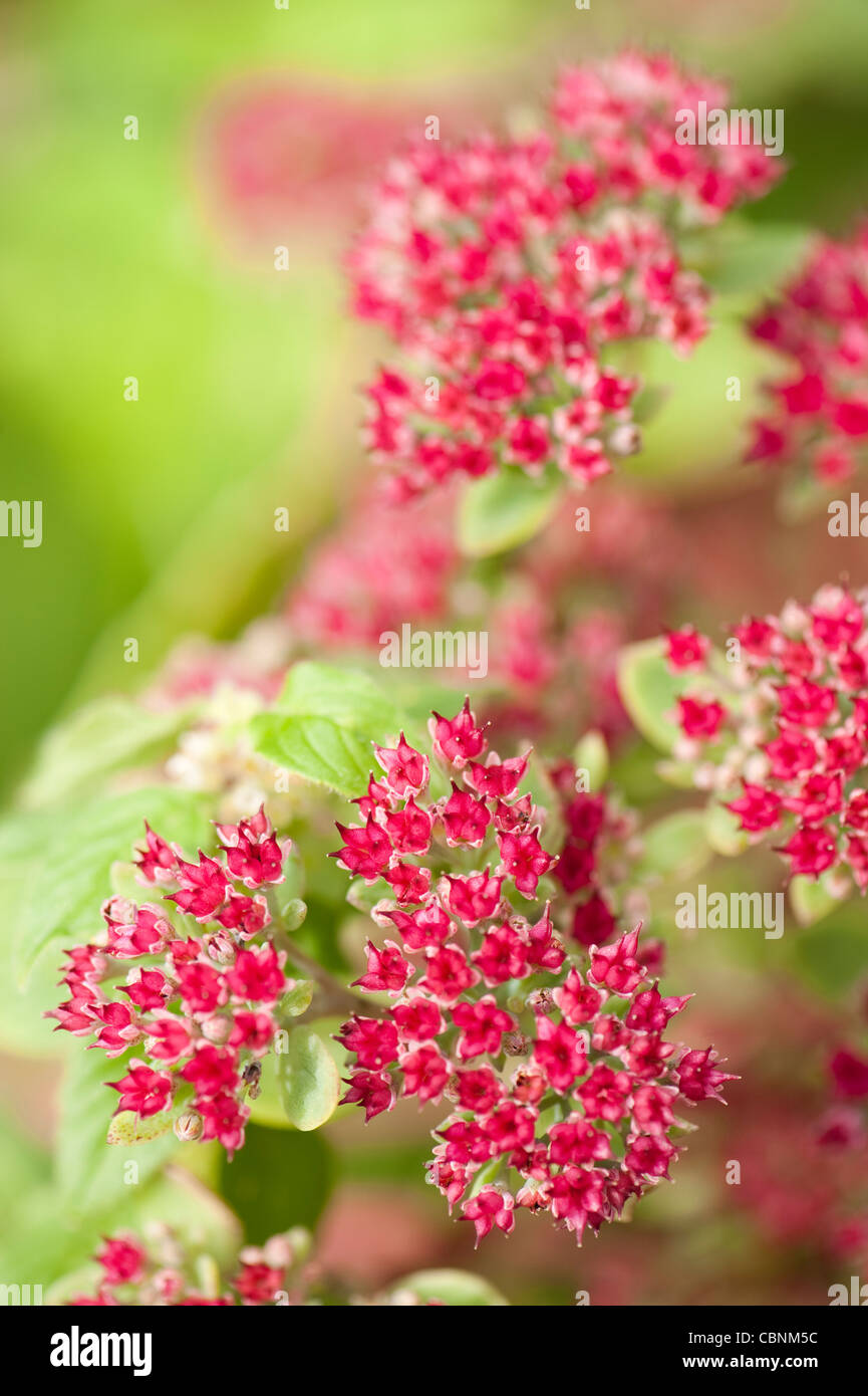 Hylotelephium 'Sunset Cloud', also Sedum telephium ‘Sunset Cloud ...