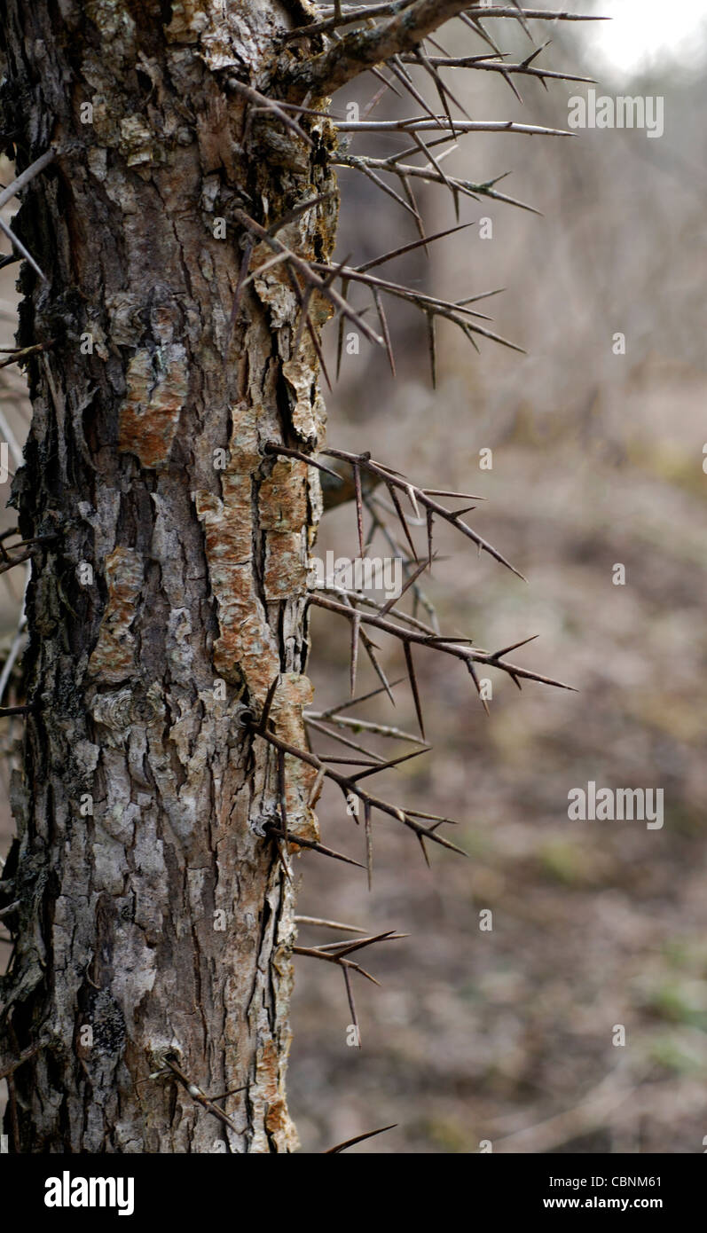 Black Locust Tree Thorns
