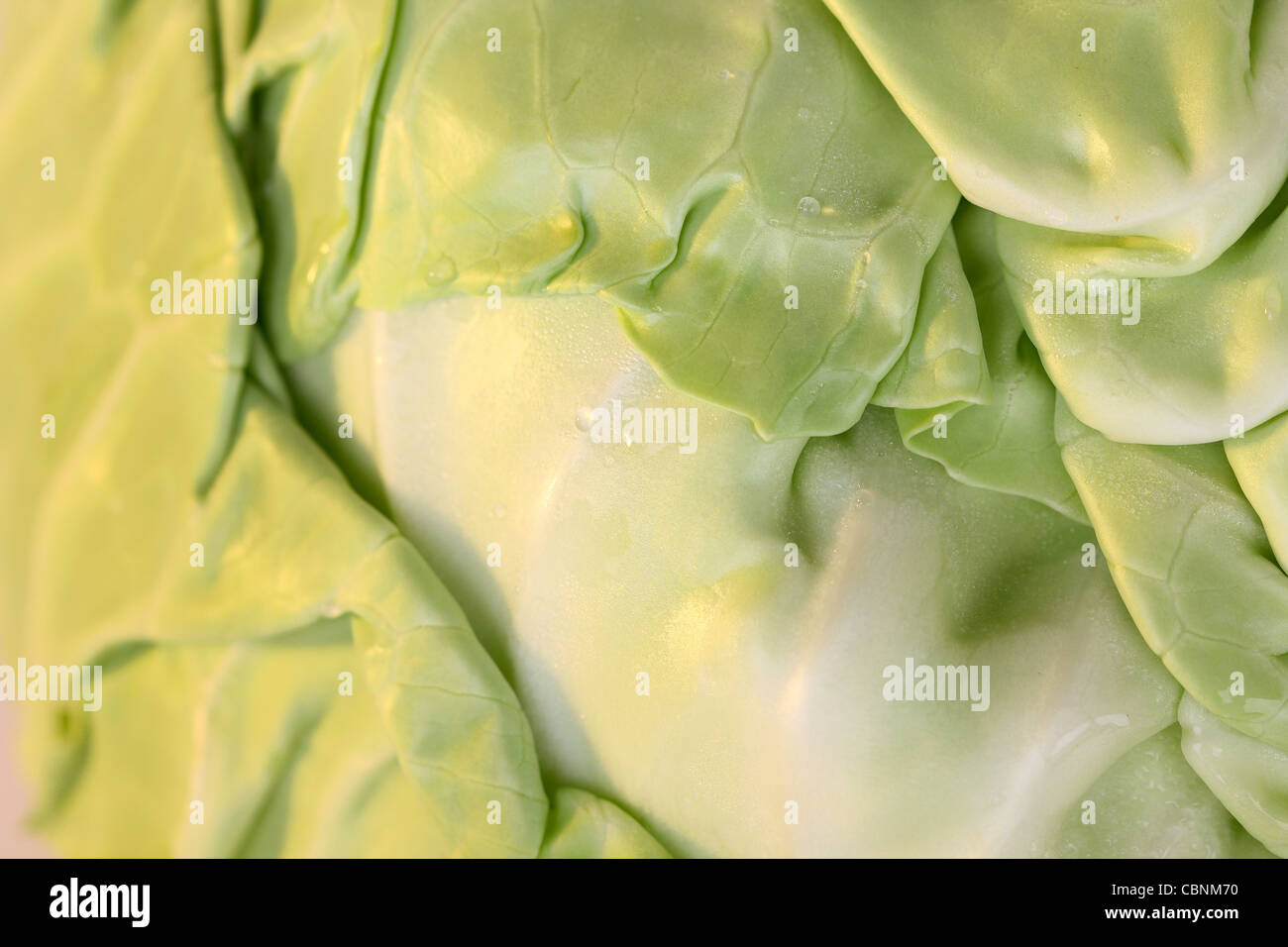 Cabbage macro shot, background Stock Photo - Alamy