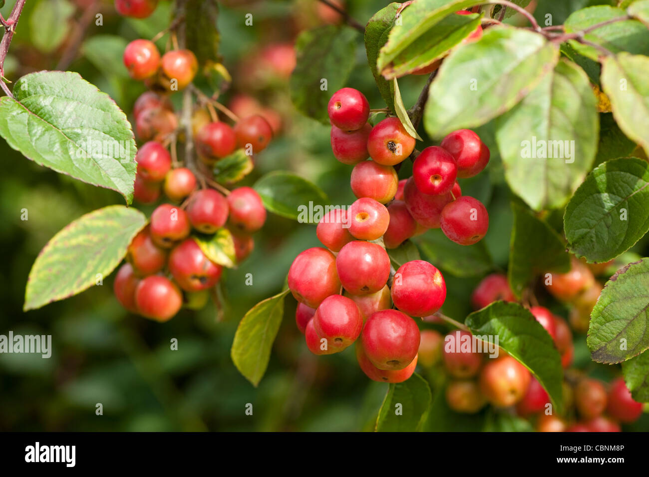 Malus small red fruits hi-res stock photography and images - Alamy
