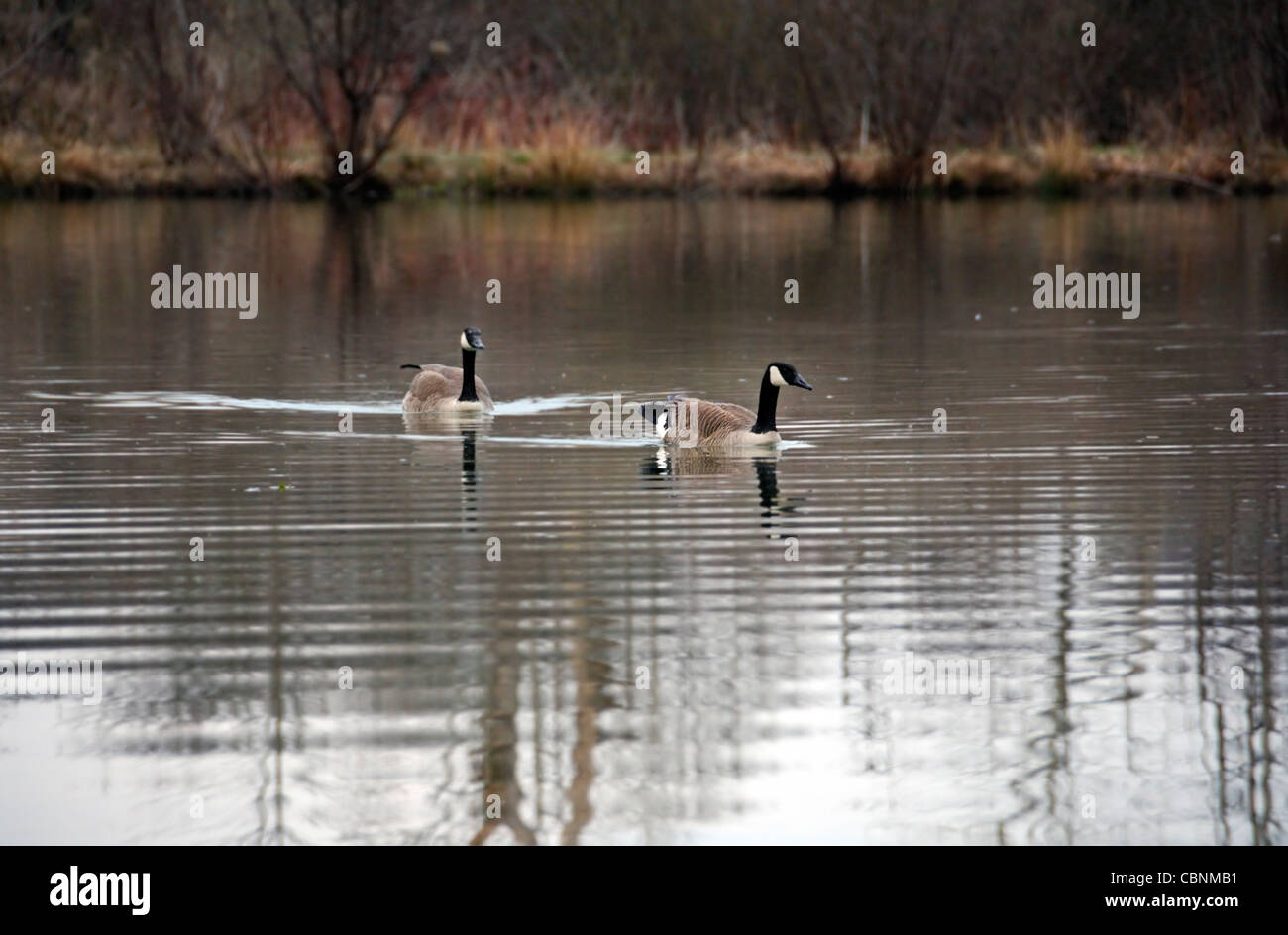 Canada goose on a pond hi-res stock photography and images - Alamy