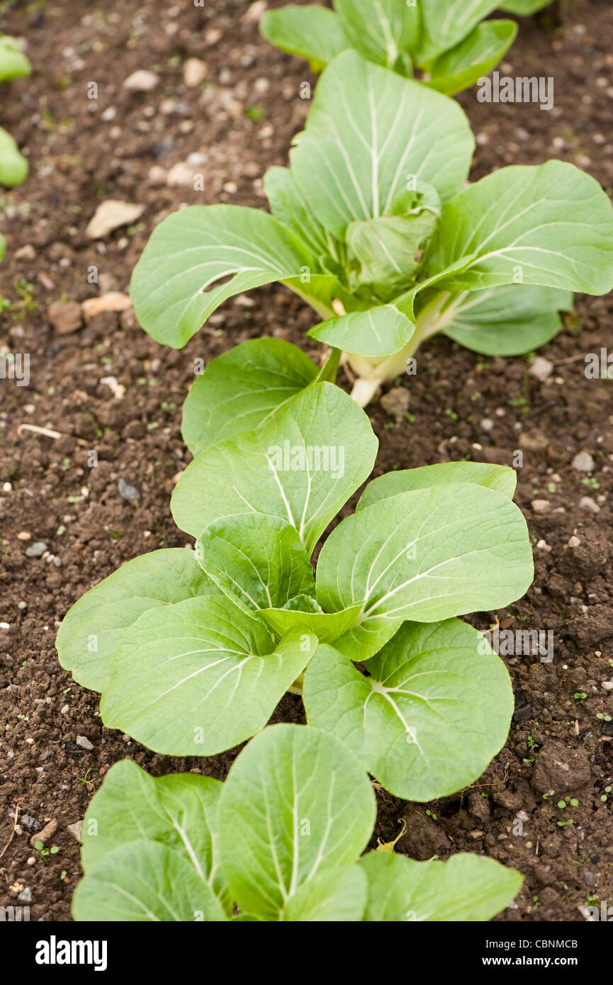 Pak choi ‘Canton Dwarf’, Brassica rapa ssp chinensis ‘Canton Dwarf ...