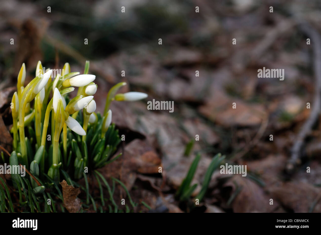 Galanthus or snowdrop flower buds Stock Photo - Alamy