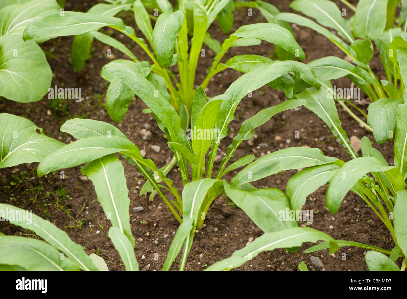 Brassica rapa japonica hi-res stock photography and images - Alamy