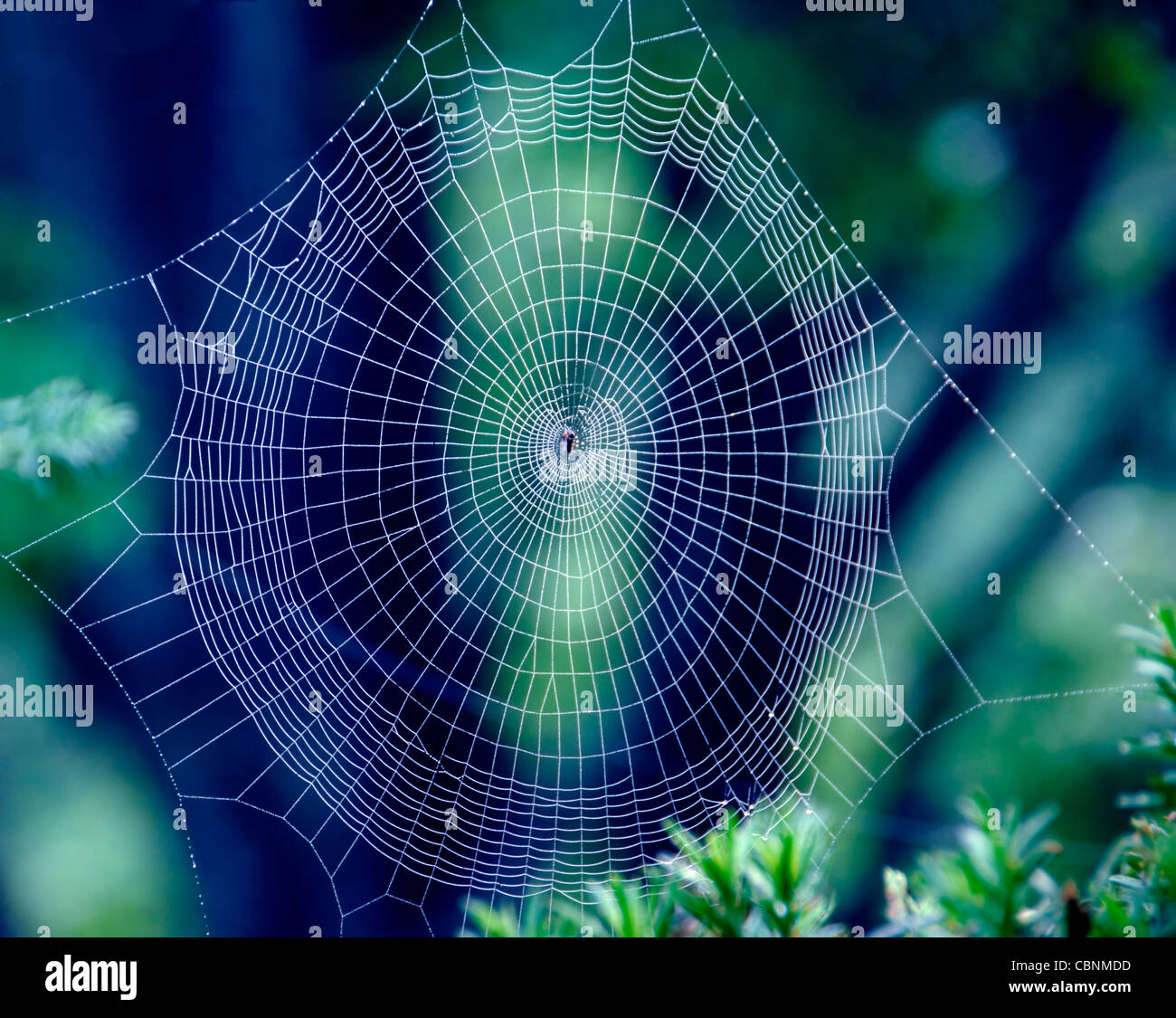 A large spiderweb Stock Photo - Alamy