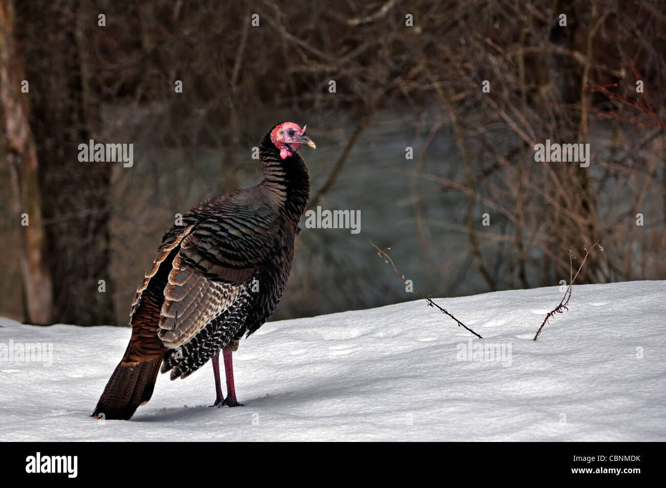 Wild turkey snow hi-res stock photography and images - Alamy