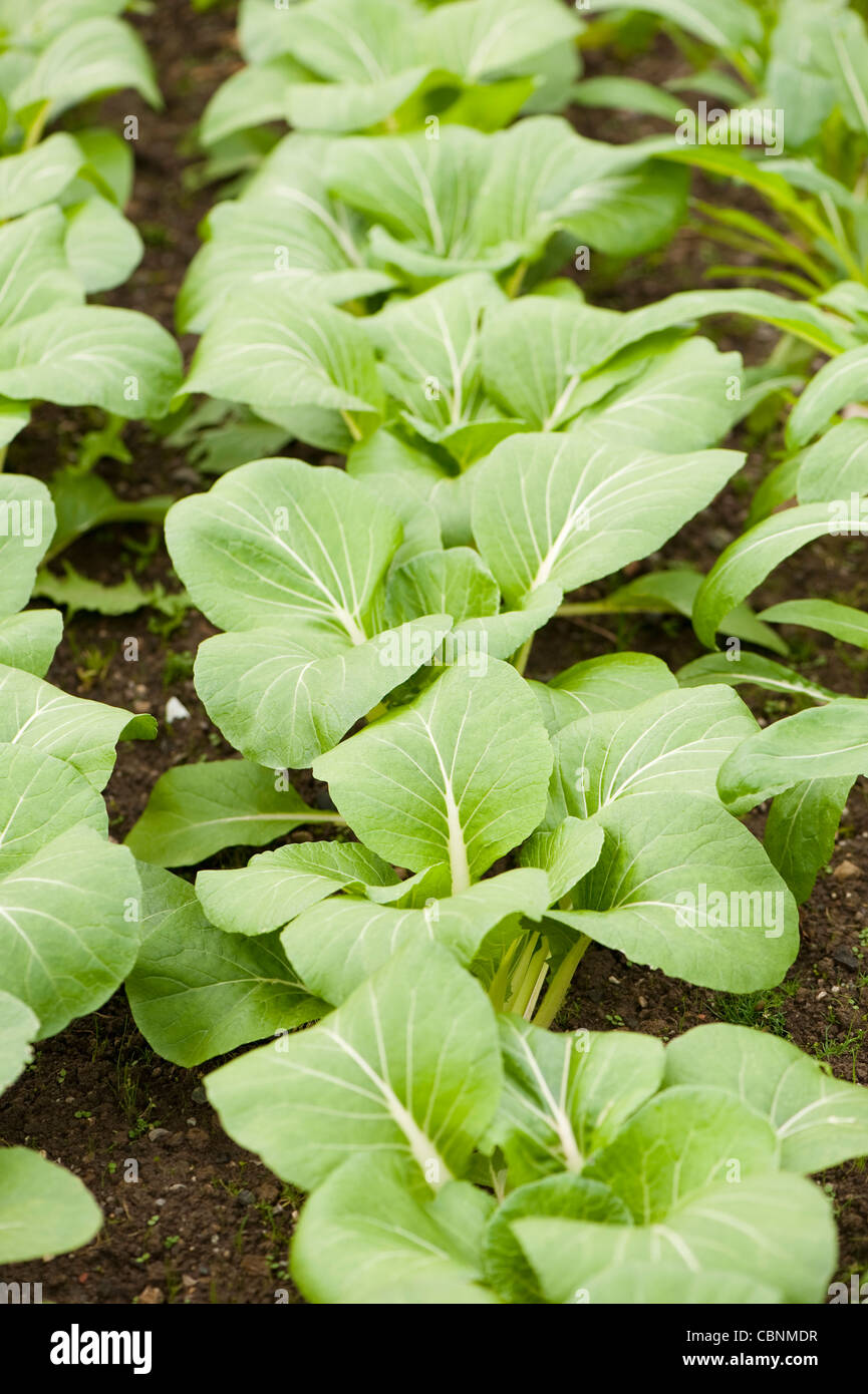 Pak Choi Joy Choi Brassica Rapa Ssp Chinensis Joi Choi Stock Photo