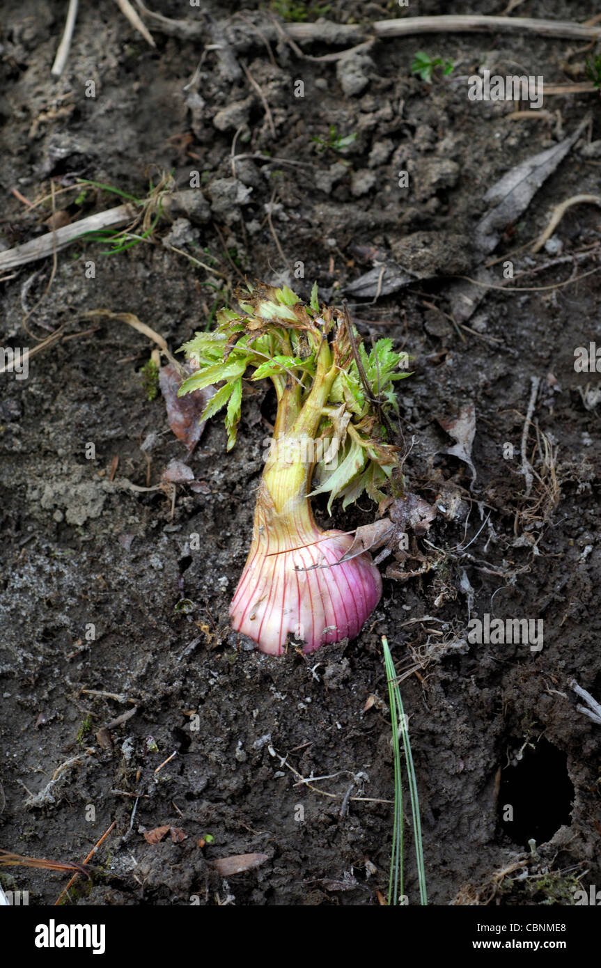 Wild Onion High Resolution Stock Photography and Images - Alamy