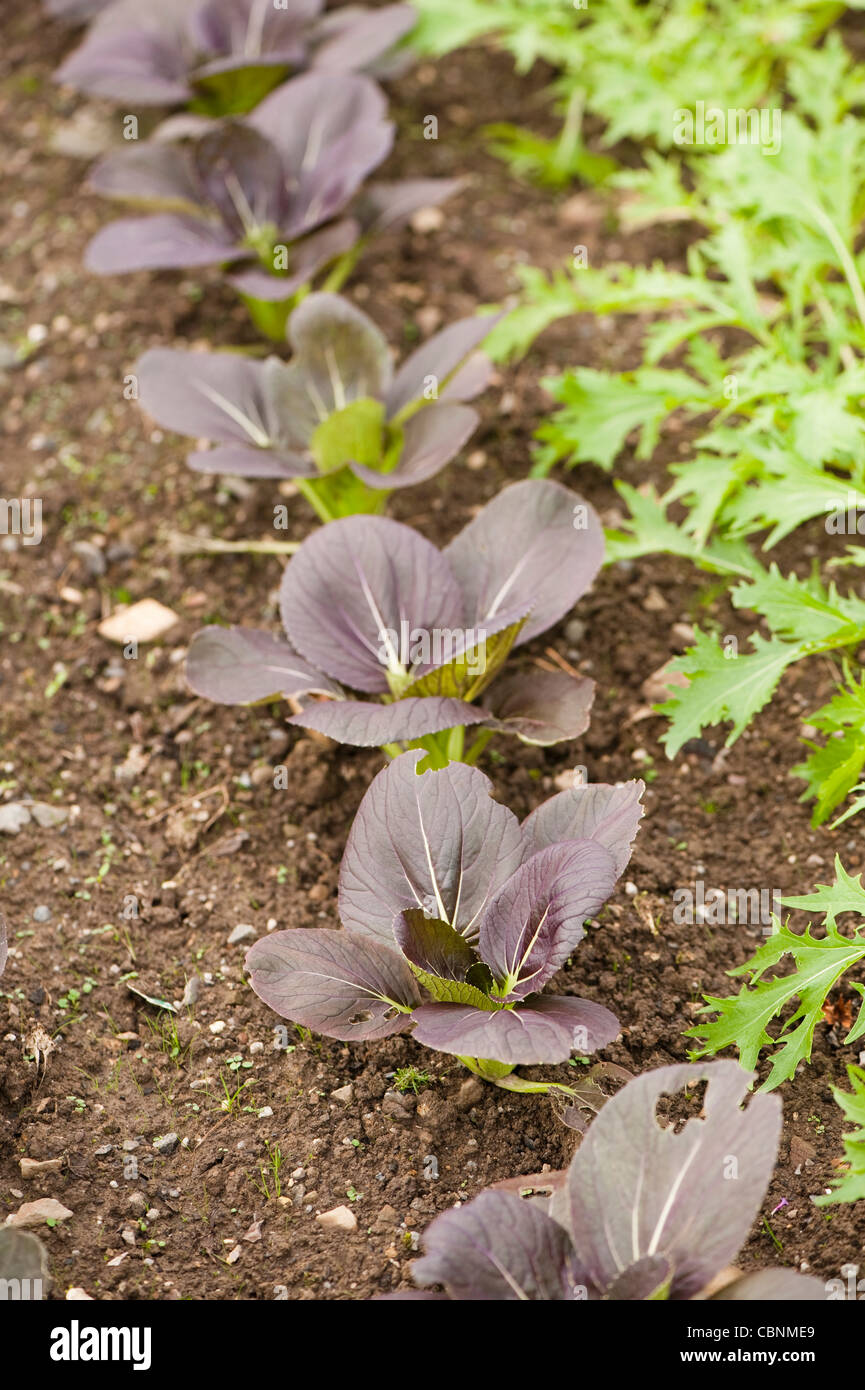 Pak choi growing hi-res stock photography and images - Alamy