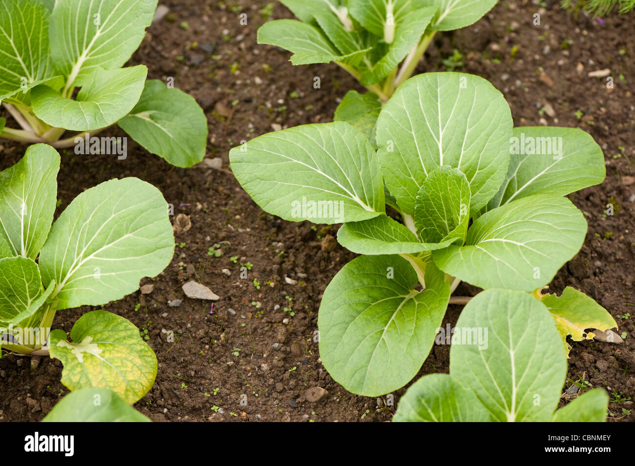 Pak choi growing hi-res stock photography and images - Alamy