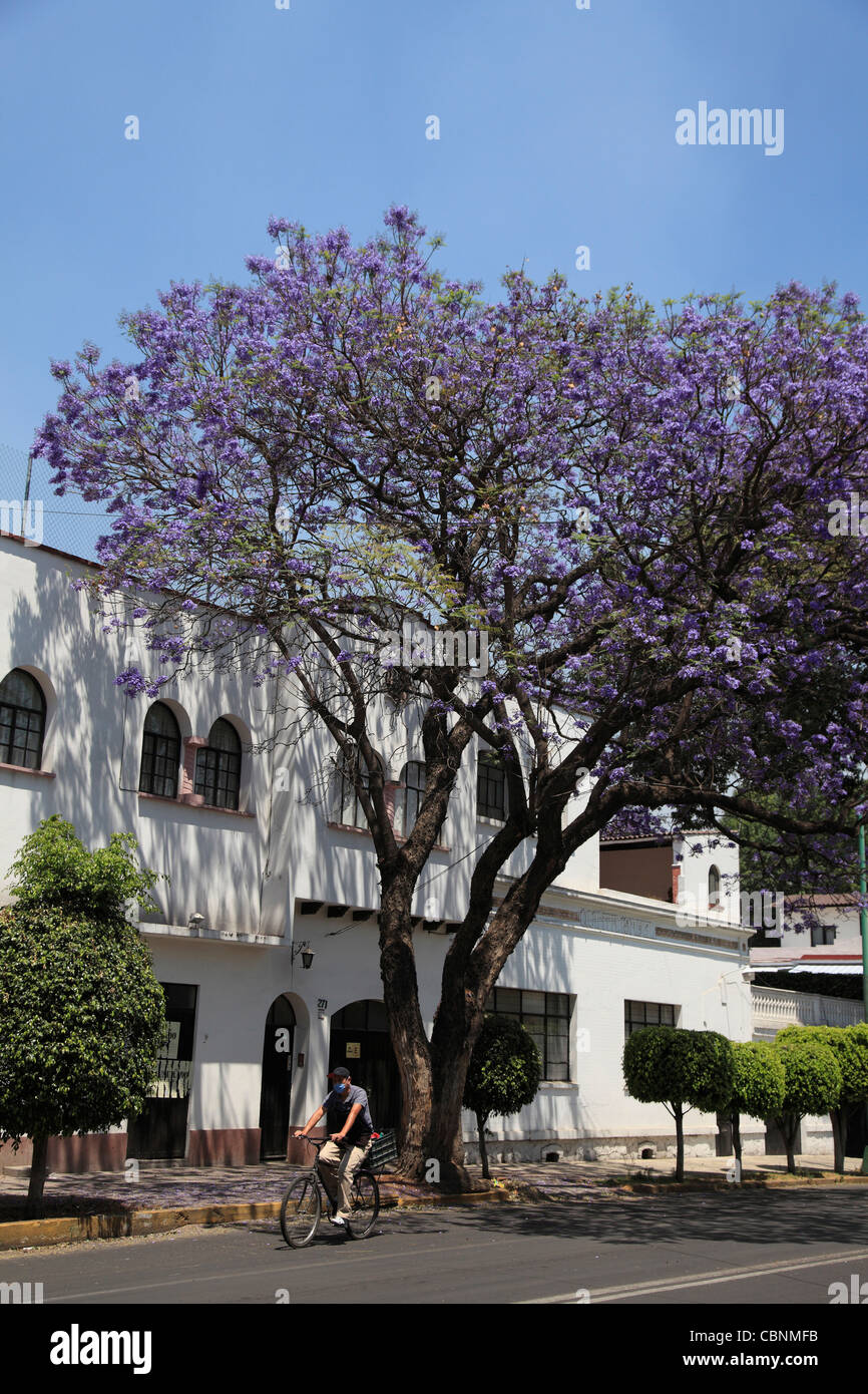 Jacaranda trees mexico city hi-res stock photography and images - Alamy