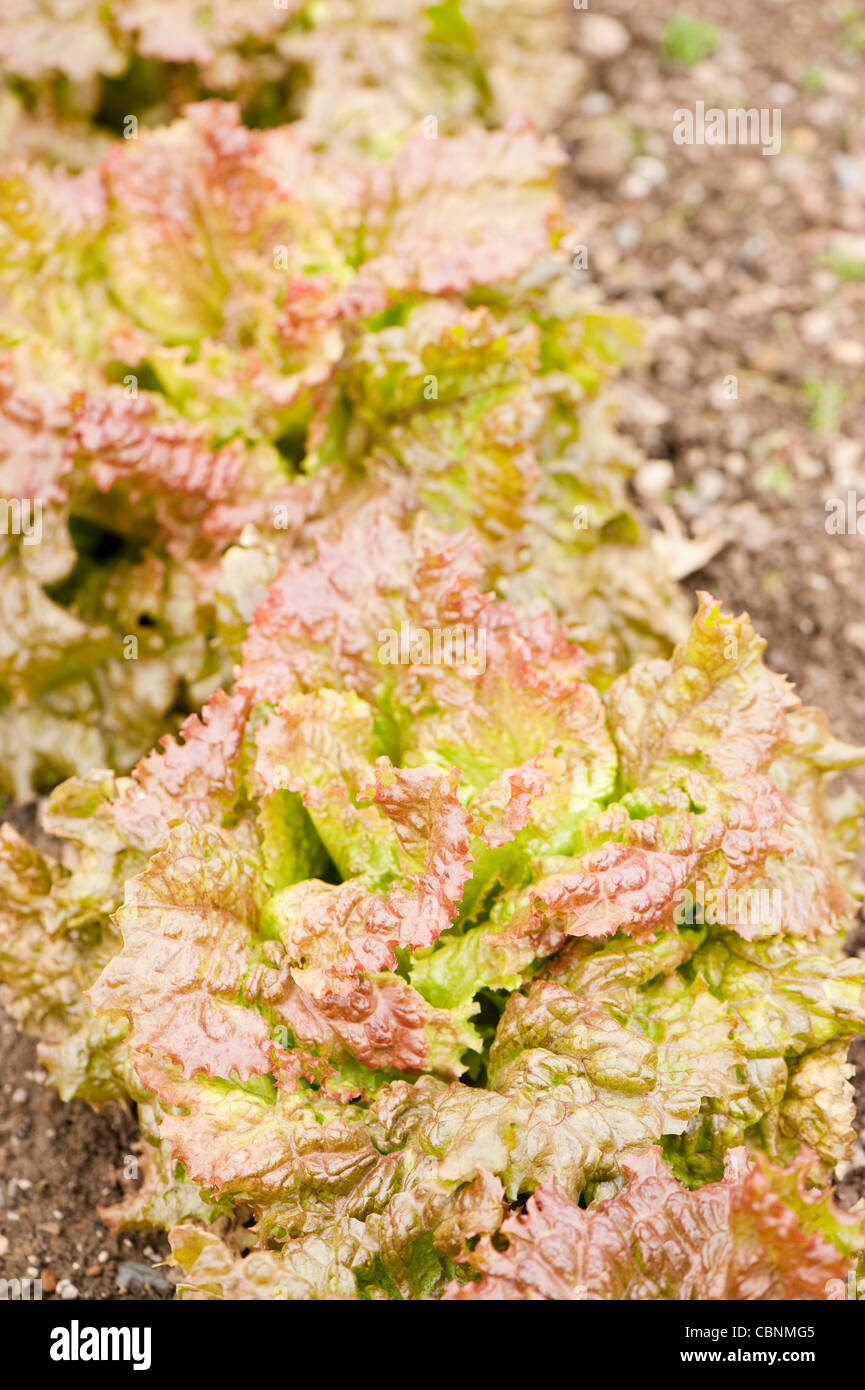 Lettuce, Lactuca sativa 'Red Sails' Stock Photo - Alamy