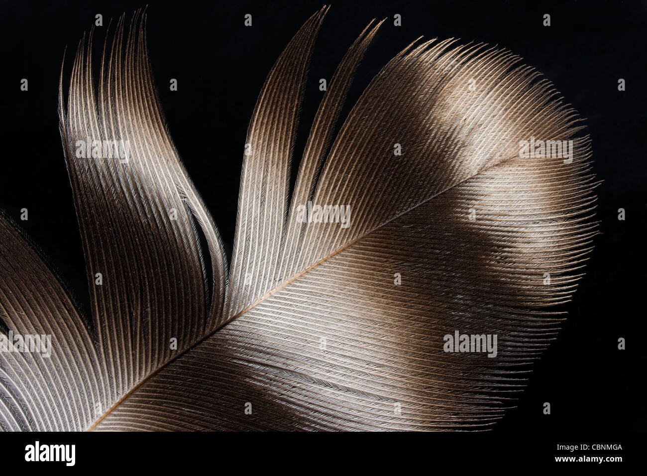 top view of barred rock chicken feather close up Stock Photo - Alamy