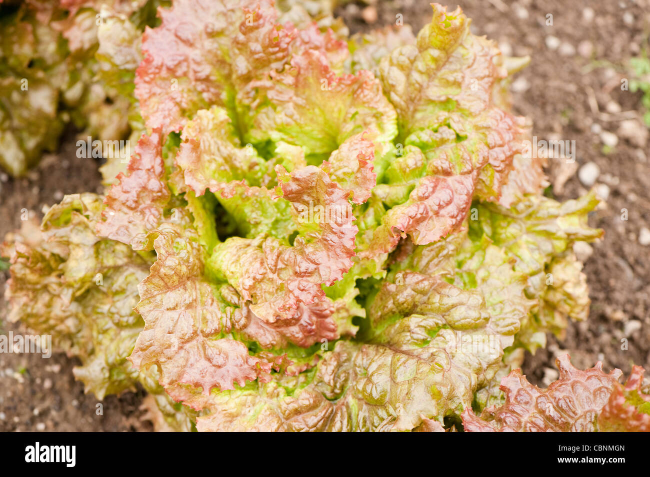 Lettuce, Lactuca sativa 'Red Sails' Stock Photo - Alamy