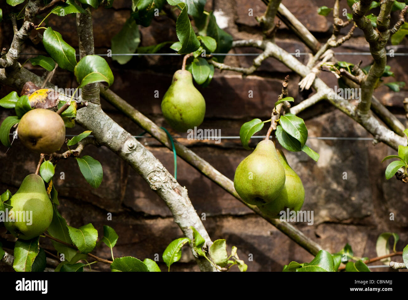 Fan trained pear tree hi-res stock photography and images - Alamy