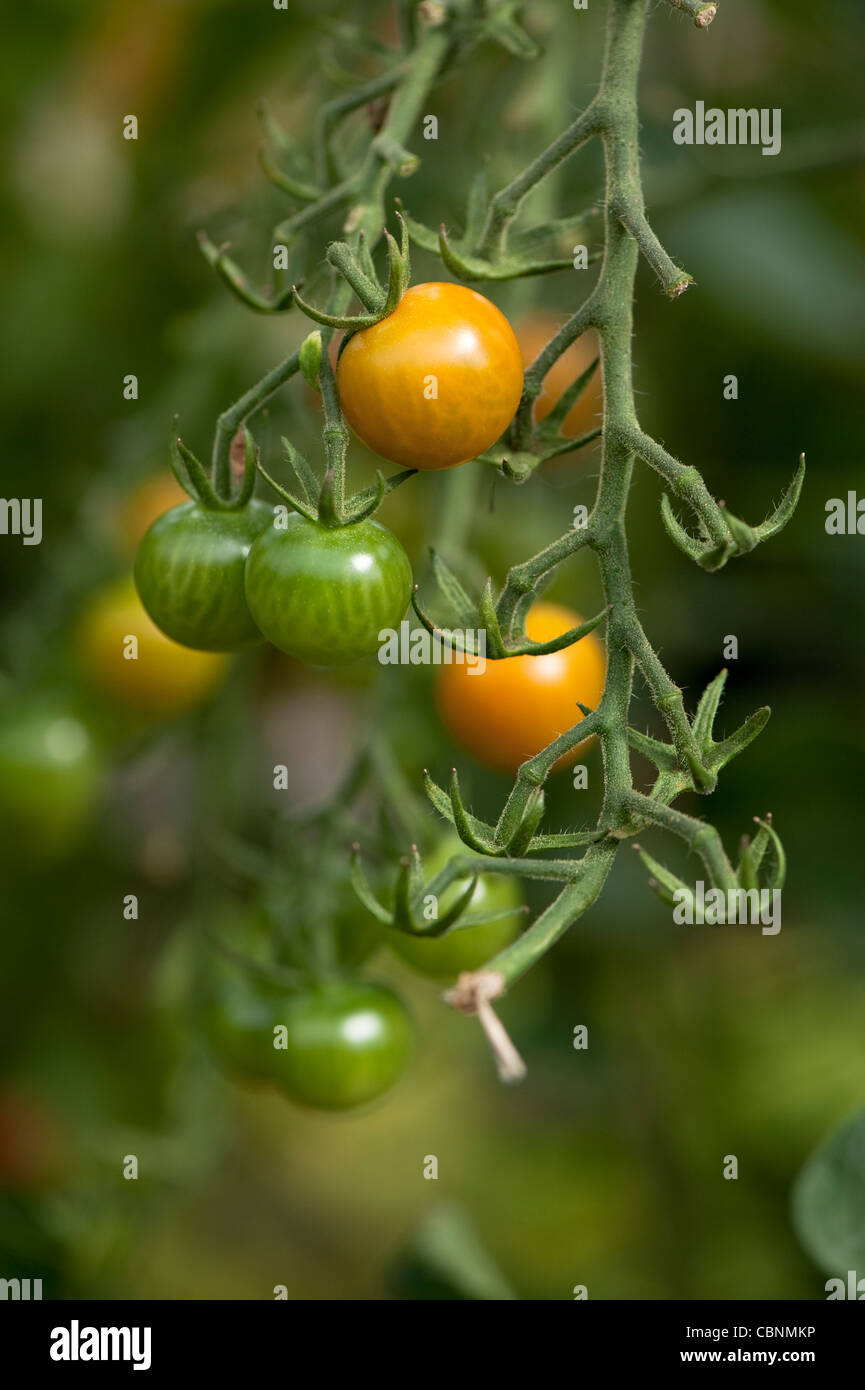 Cordon tomato variety hi-res stock photography and images - Alamy