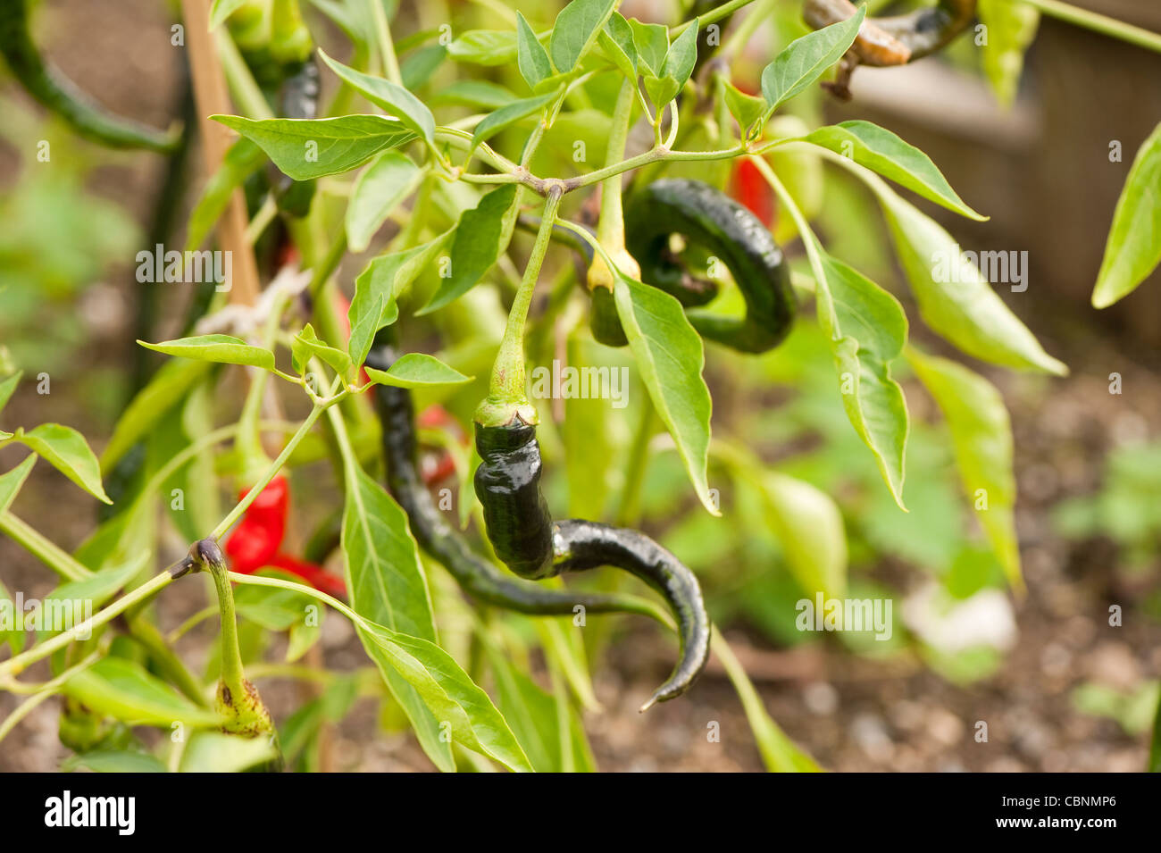 Chilli Pepper ‘Joe’s Long’, Capsicum annuum Stock Photo - Alamy
