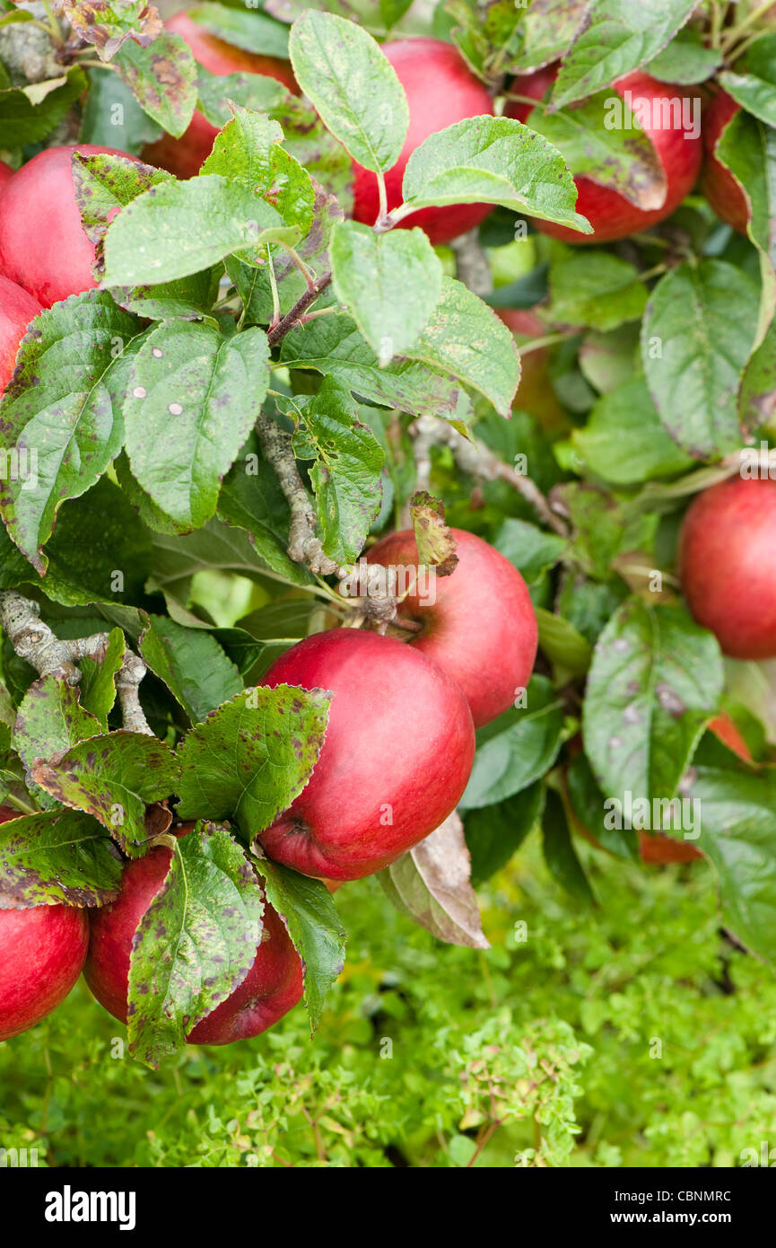 Dessert Apple, Malus domestica ‘Saturn’, growing on a step-over cordon ...