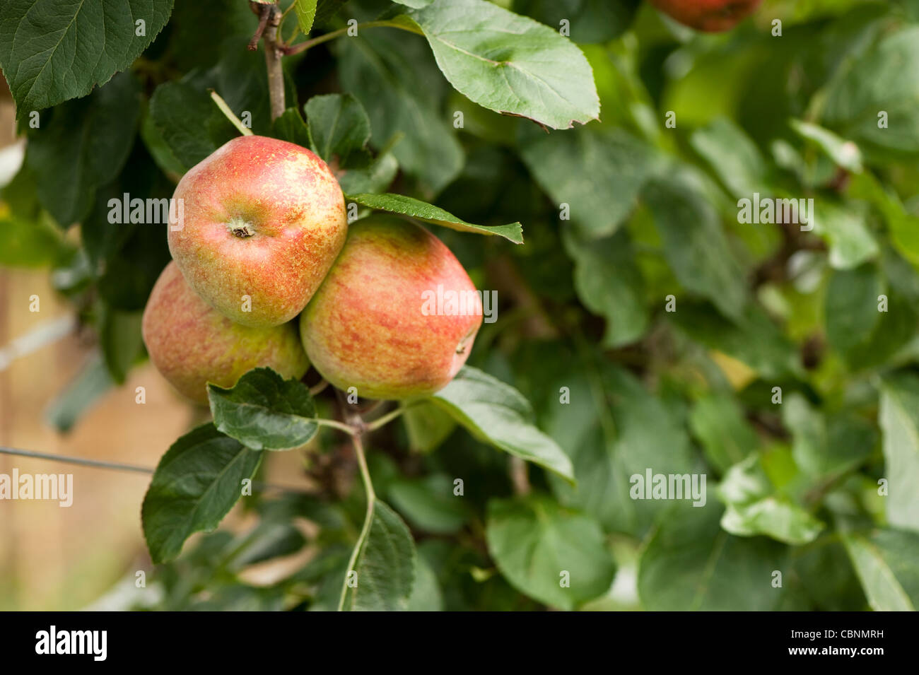 Horizontal cordon trained hi-res stock photography and images - Alamy