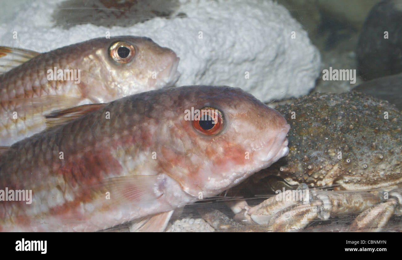 red mullet Mullus surmuletus Stock Photo - Alamy