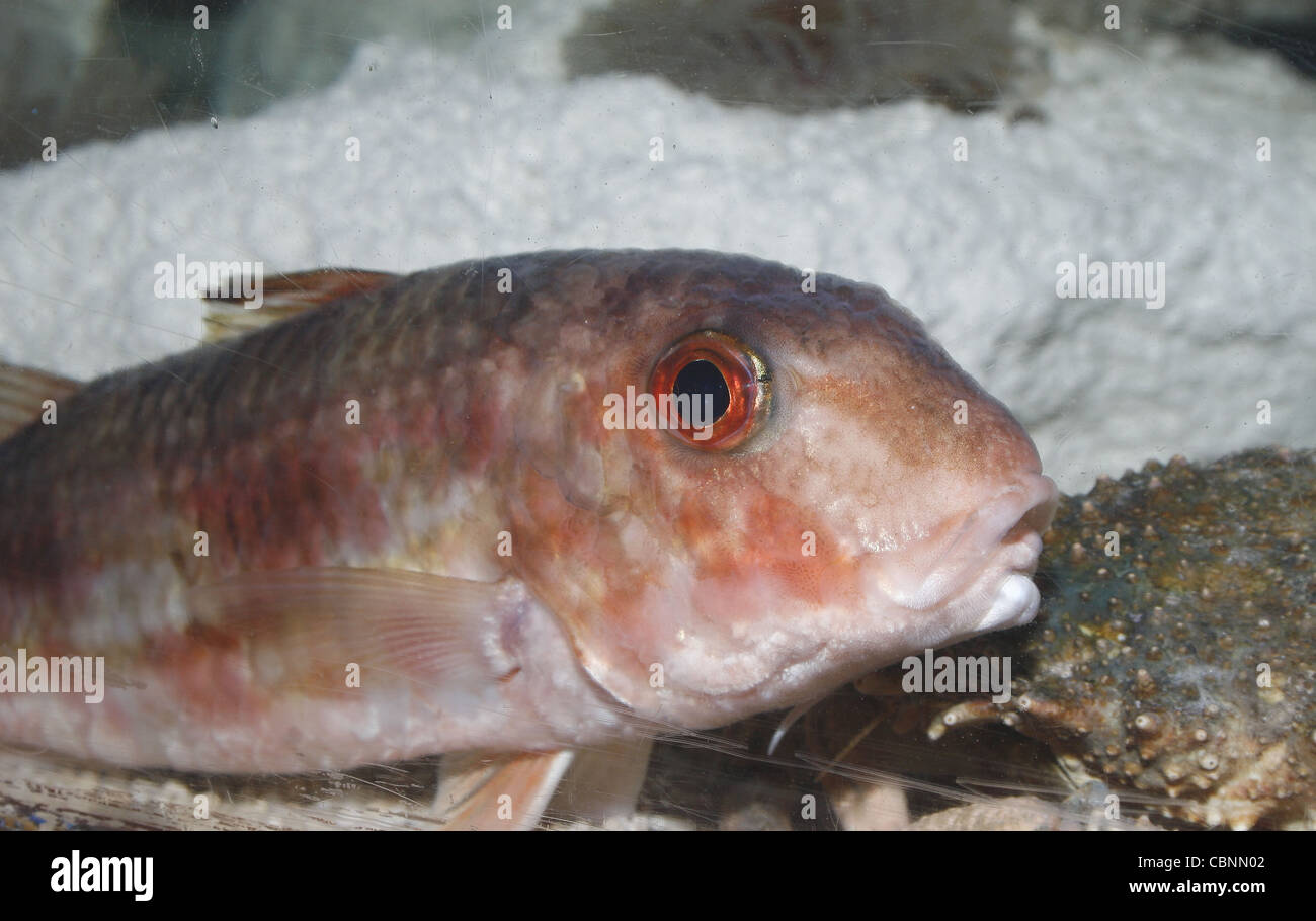 Sea life centre blackpool hi-res stock photography and images - Alamy