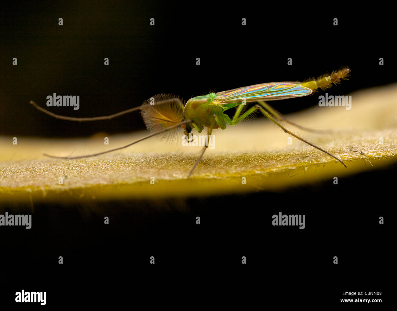 midge on a leaf Stock Photo - Alamy