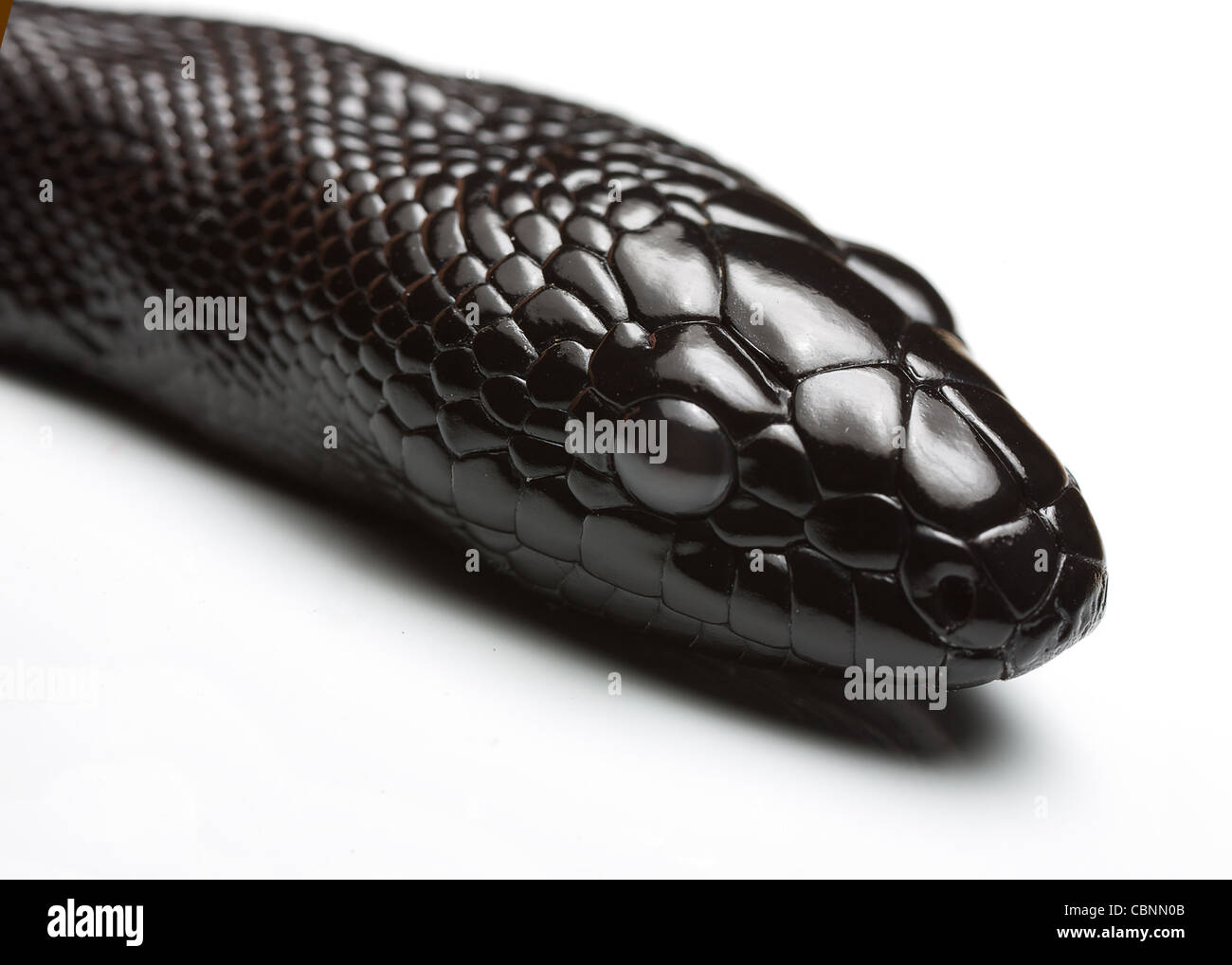 Black head snake hi-res stock photography and images - Alamy