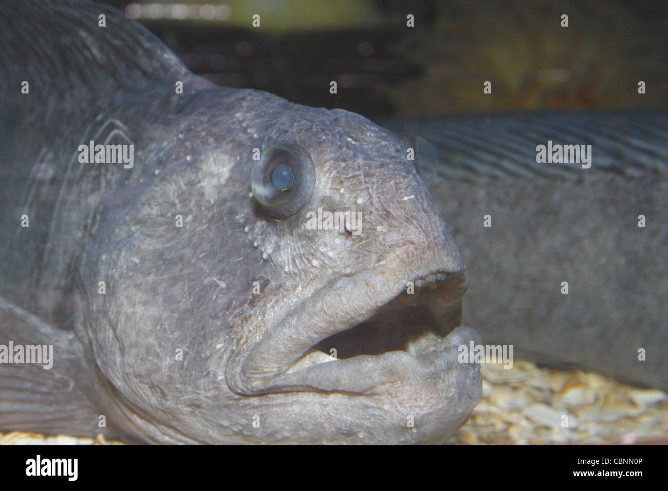 Wolf fish hi-res stock photography and images - Alamy