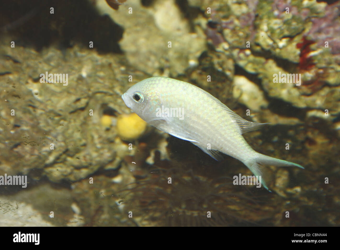Aquarium fish silver white hi-res stock photography and images - Alamy