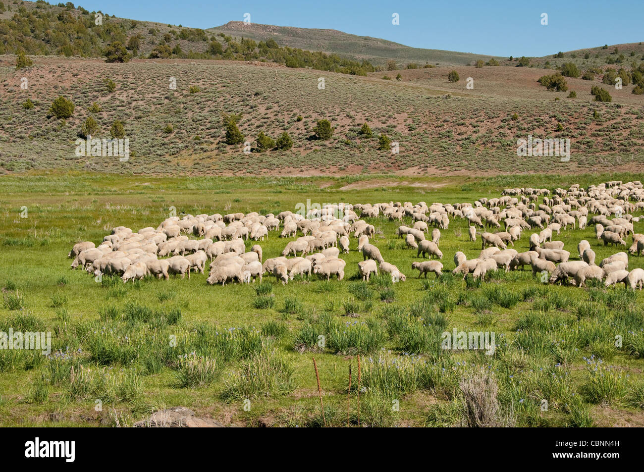 Sheep Grazing, near Bodie, Eastern Sierra, California, USA. Photo ...
