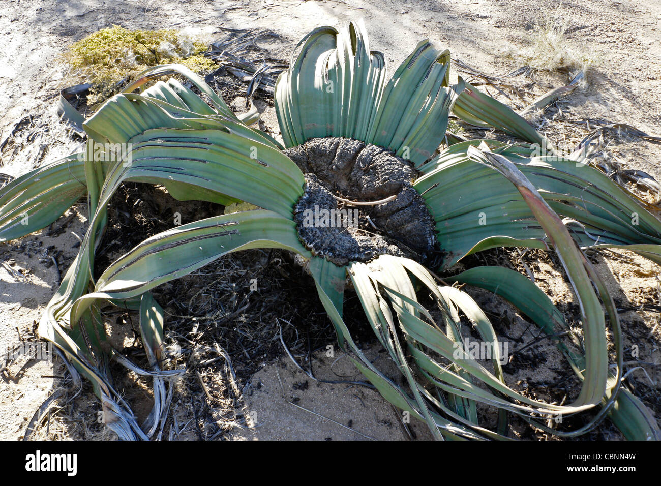 Welwitschia mirabilis plant in Namib-Naukluft National Park, Namibia ...