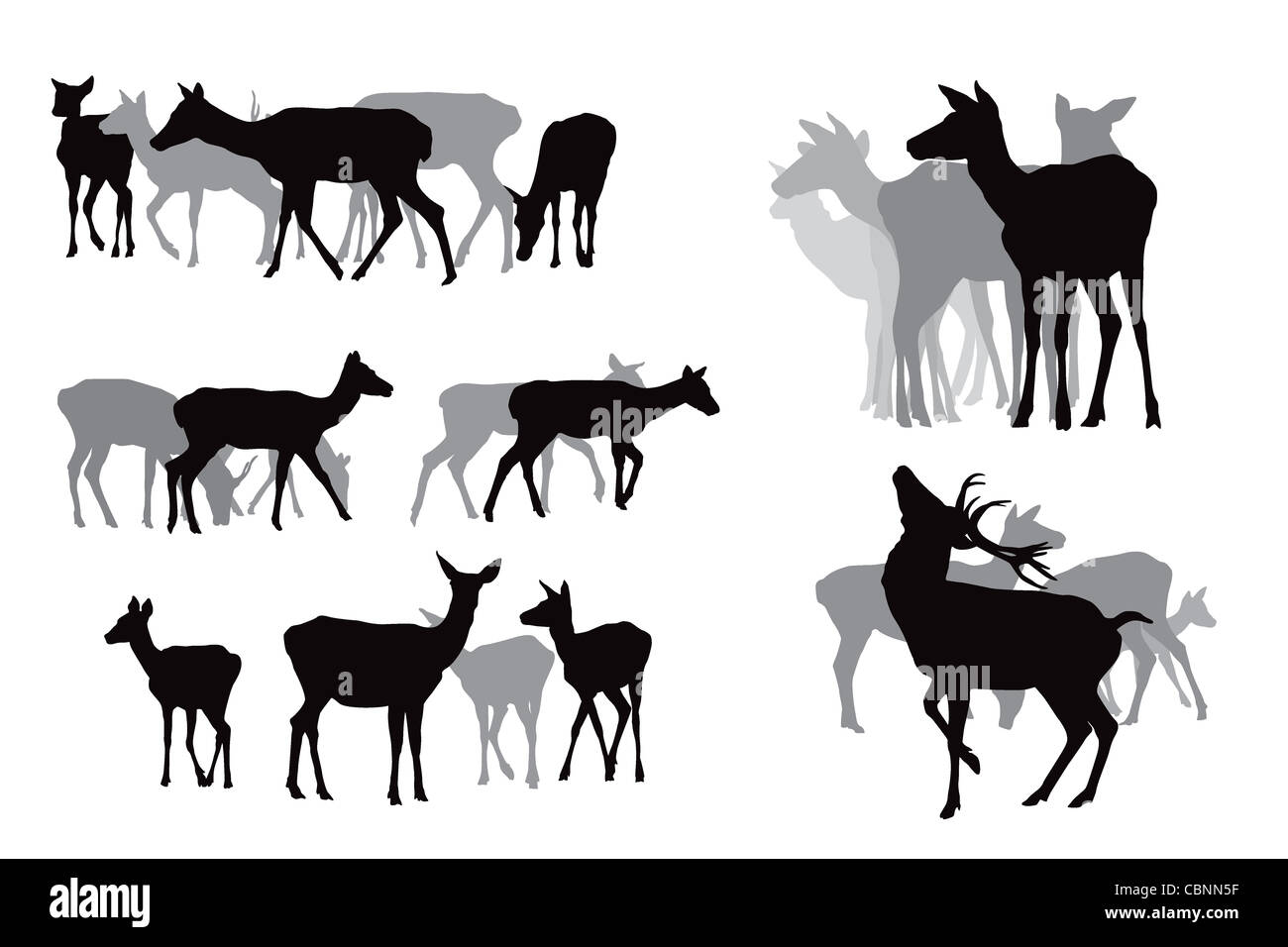 Five deer herds Stock Photo - Alamy